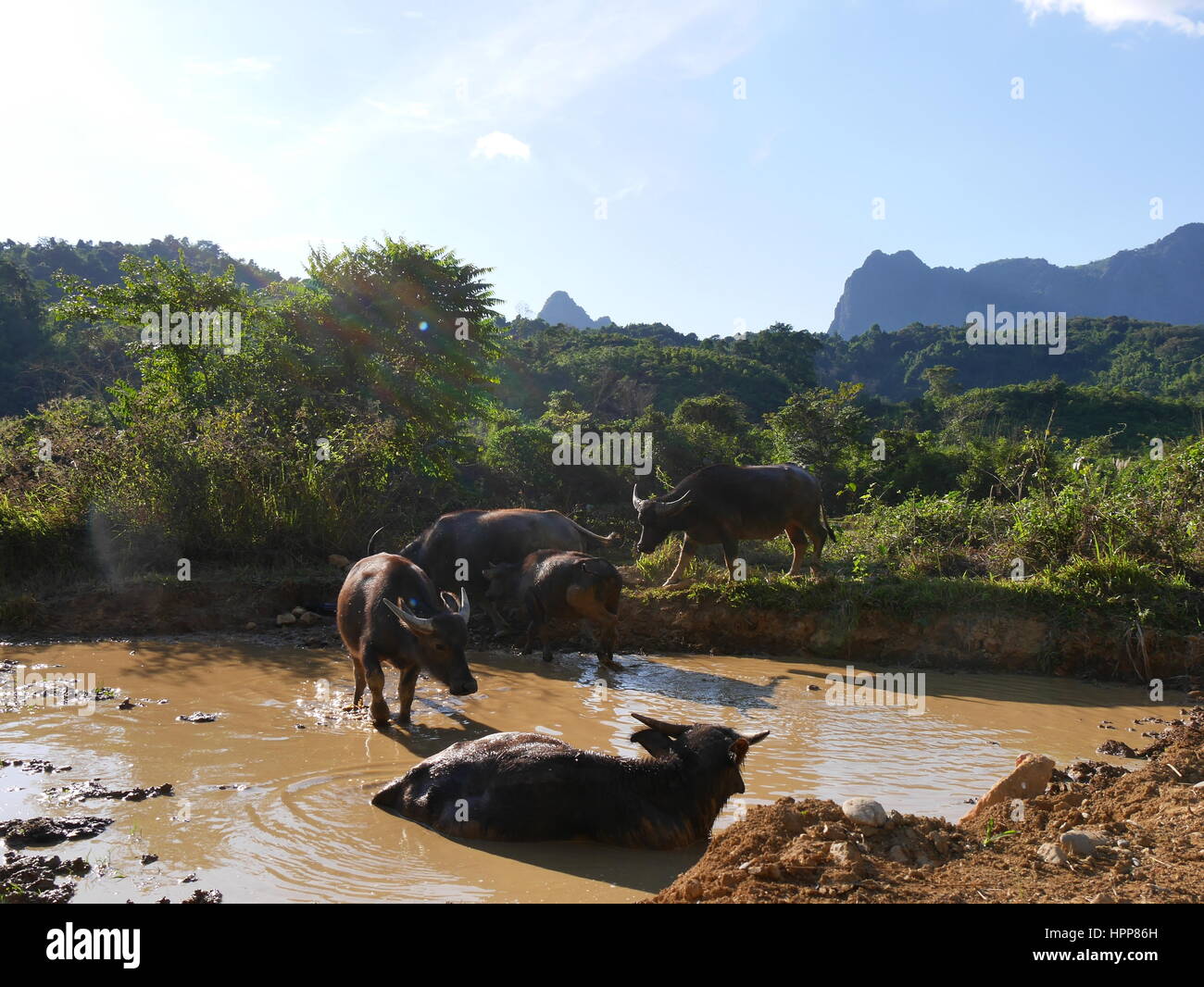 water buffalos bathing in natural water pool Stock Photo - Alamy