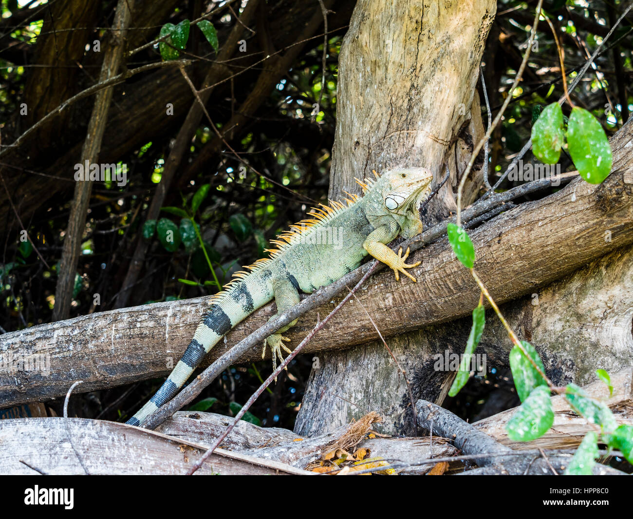 The green iguana hi-res stock photography and images - Alamy