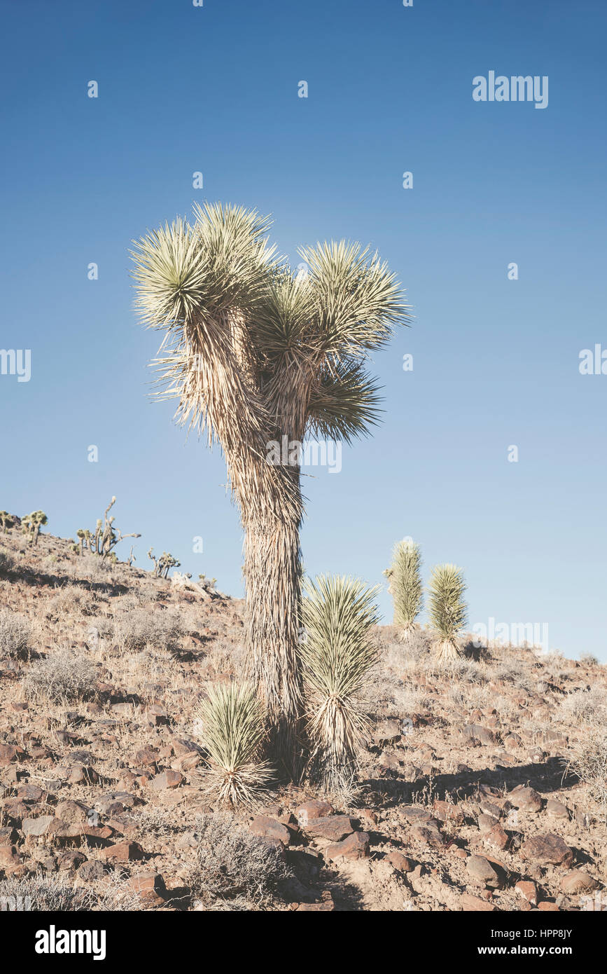 Cactus death hi-res stock photography and images - Alamy