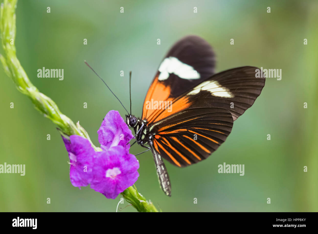 Peru, Manu National Park, tropical butterfly at blossom Stock Photo - Alamy