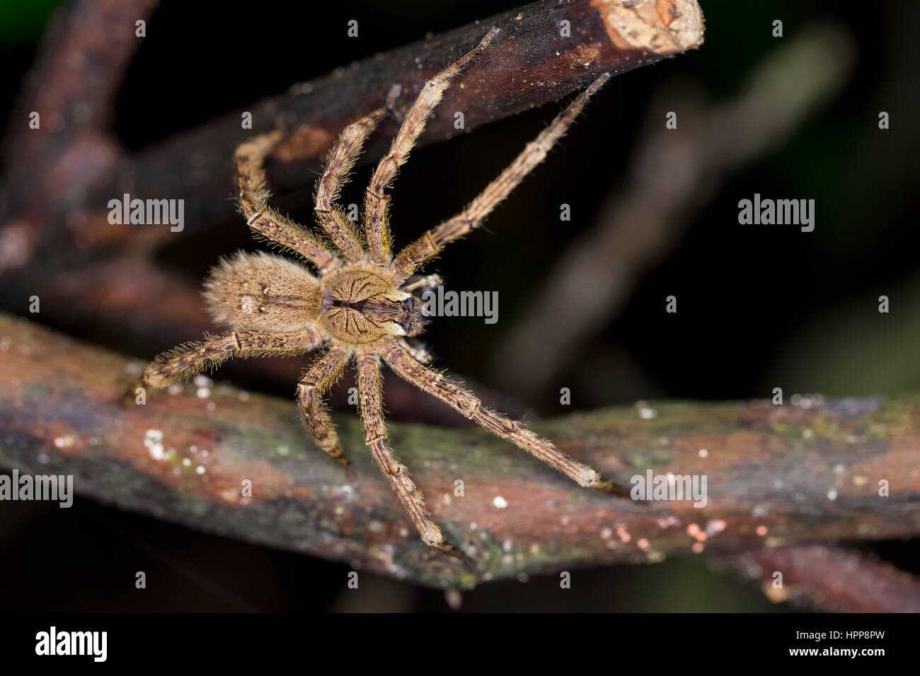 Peru, Manu National Park, wandering spider on twig Stock Photo - Alamy