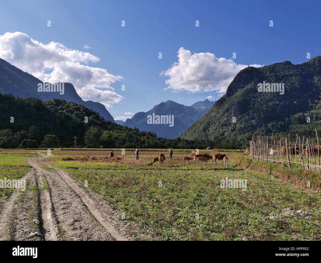 Dirt path next to a grass meadow with animals and people in beautiful ...