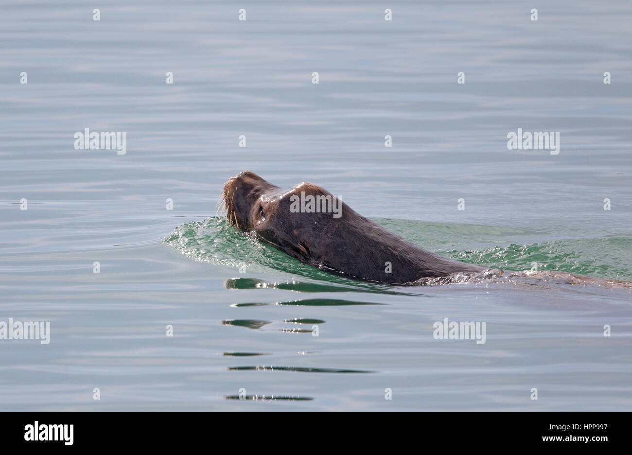Sea Lion Bull Stock Photo - Alamy