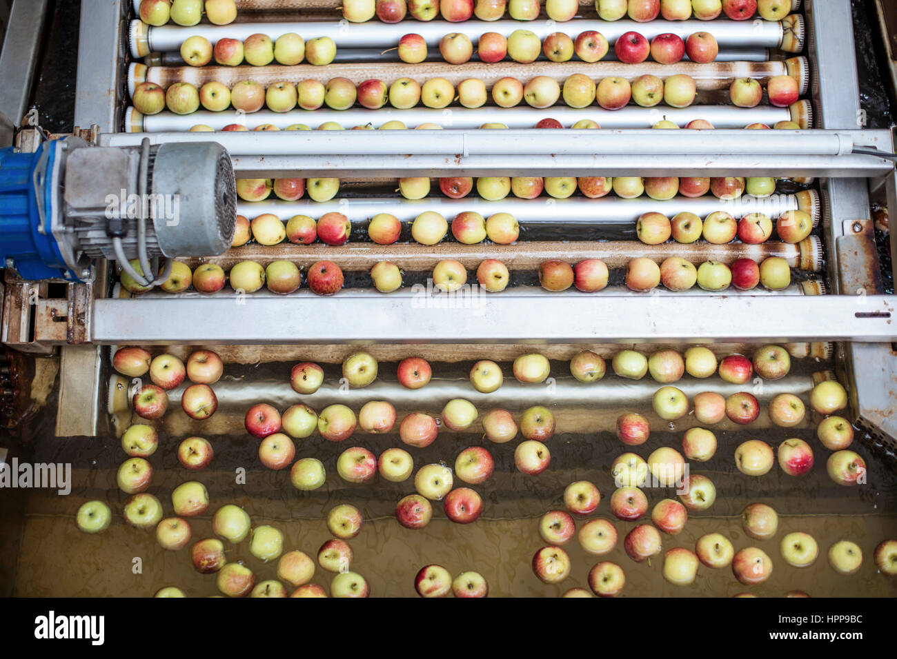 Apples in factory on conveyor belt Stock Photo - Alamy