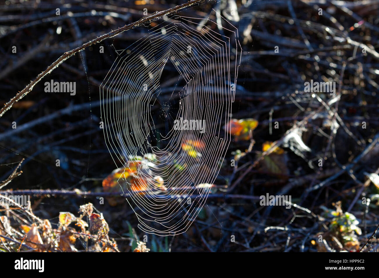 Spider web hi-res stock photography and images - Alamy