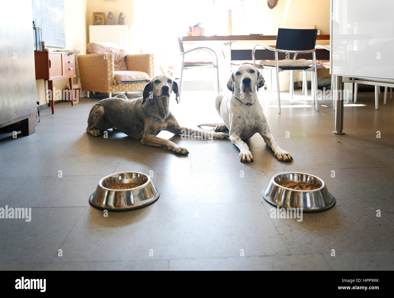Two dogs at home lying beside bowls Stock Photo - Alamy