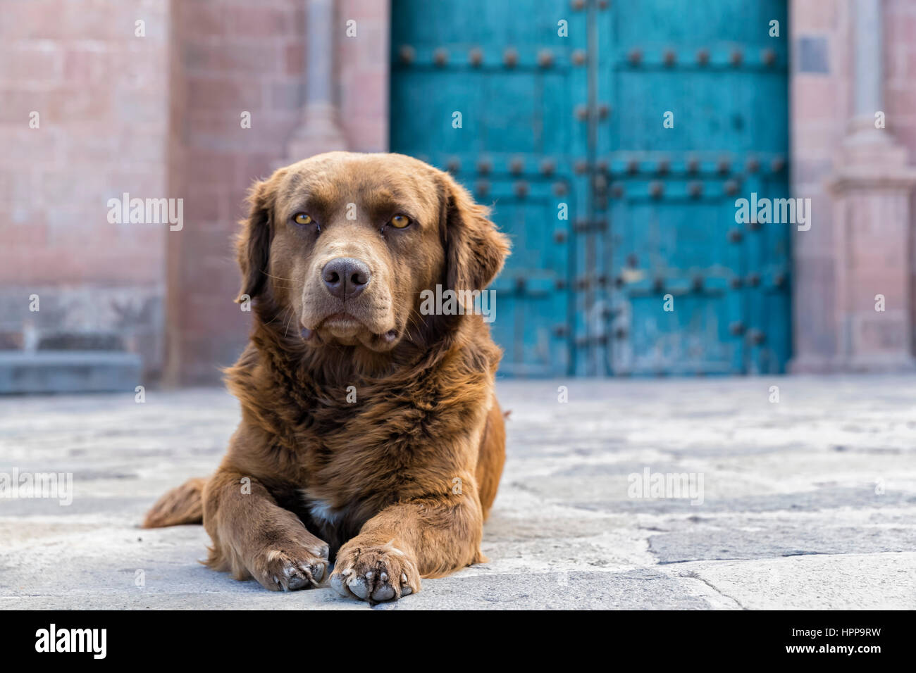 Peru, Cusco, stray dog Stock Photo - Alamy