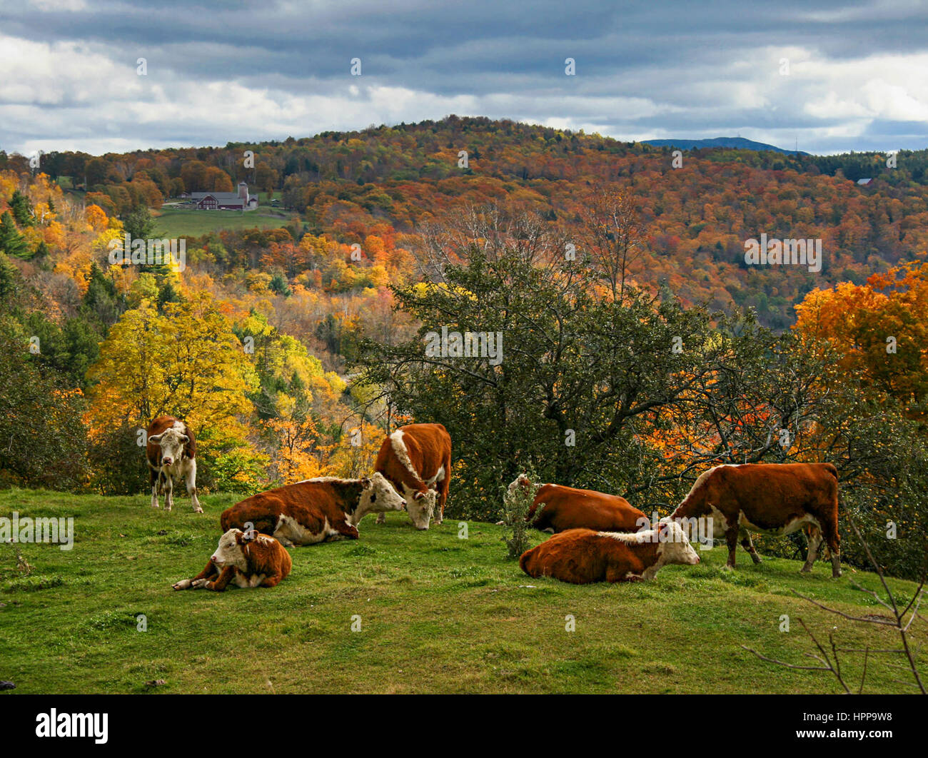Vermont farm cows hi-res stock photography and images - Alamy