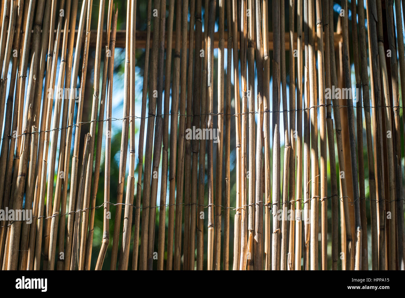 Bamboo plant shadow hi-res stock photography and images - Alamy