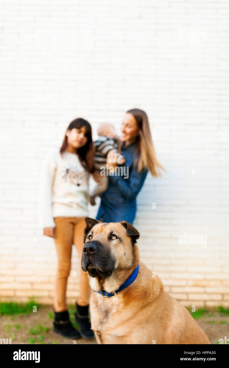 Dog and mother with two children in background Stock Photo - Alamy