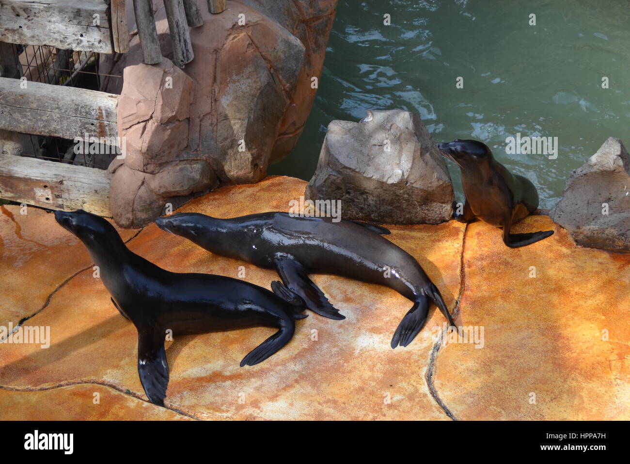 Animals in Jungle park on Tenerife island Stock Photo - Alamy