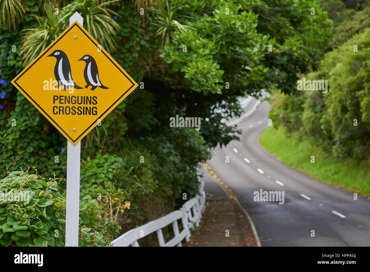 New Zealand road with funny 'Penguins Crossing' sign Stock Photo - Alamy