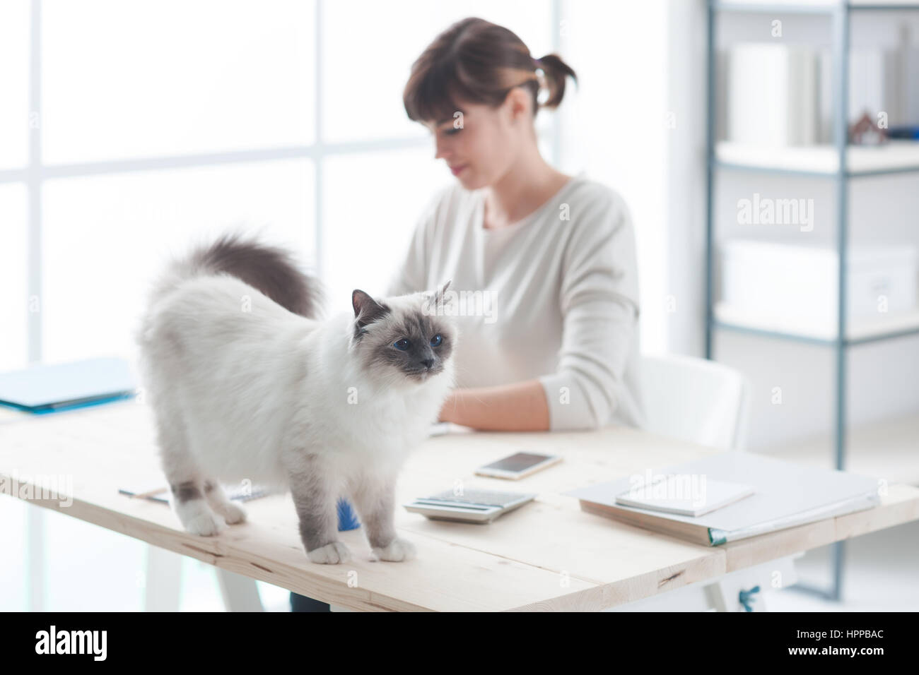 Woman sitting at desktop and working, her lovely cat is walking on the ...
