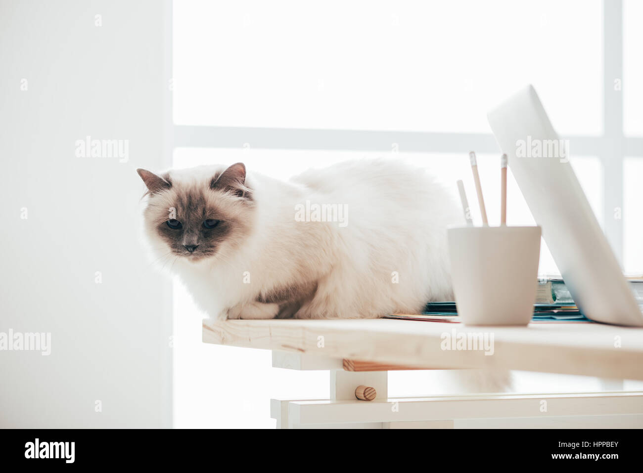 Lovely cat sitting on the desk next to a window, pets at home concept ...