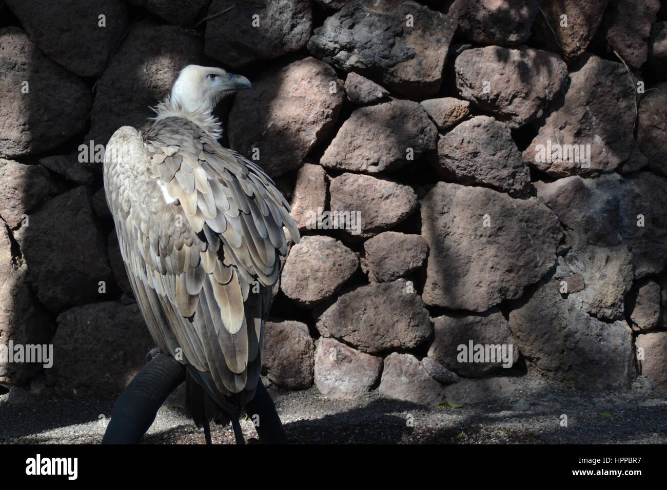 Bird of prey is characterized by keen vision to detect its prey during ...
