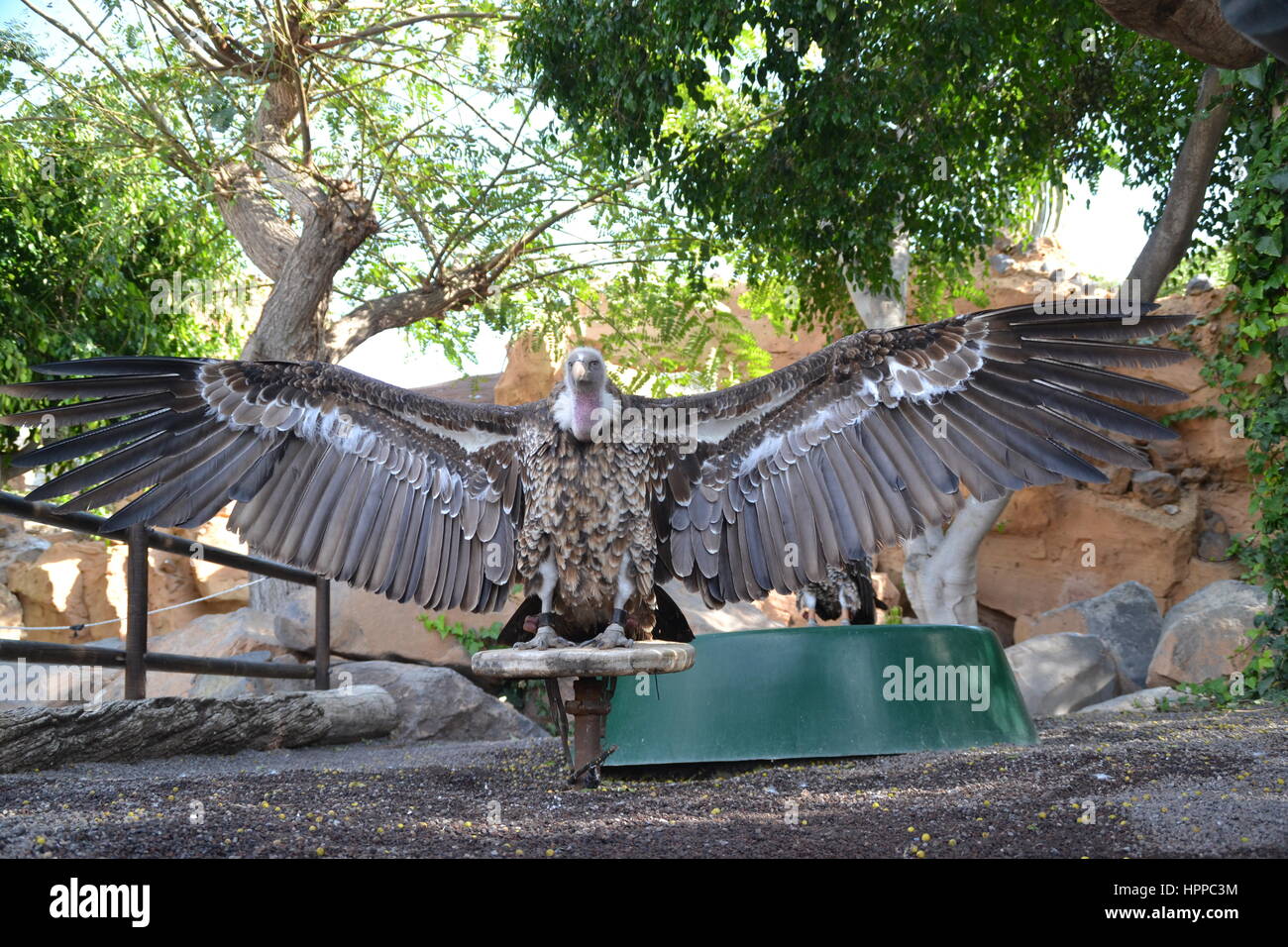 Bird of prey is characterized by keen vision to detect its prey during ...