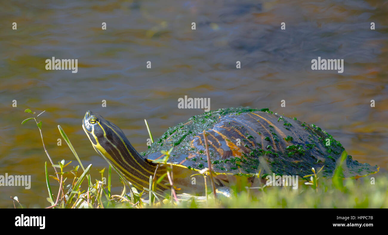 Florida turtle hi-res stock photography and images - Alamy