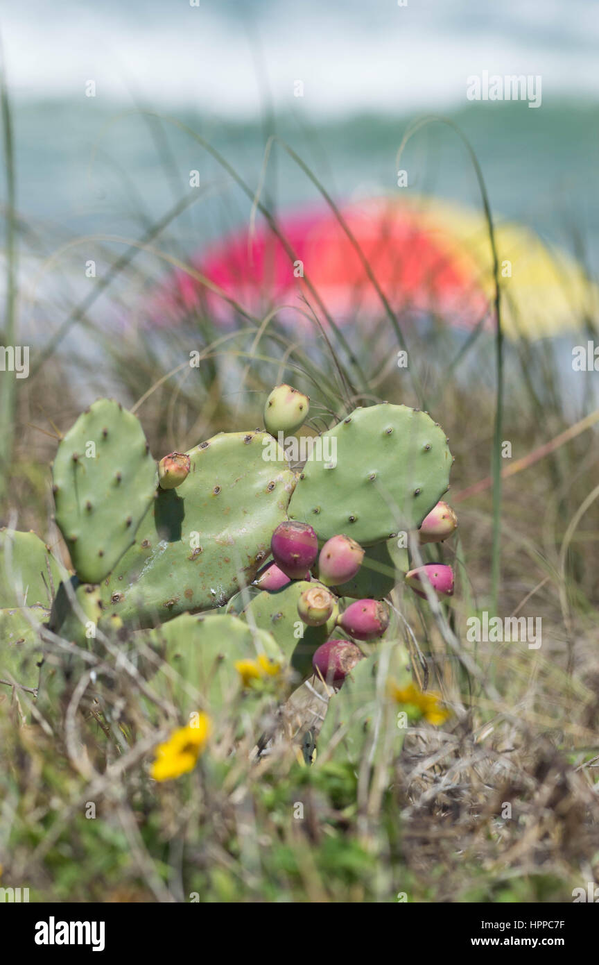 Yellow and purple cactus hi-res stock photography and images - Alamy