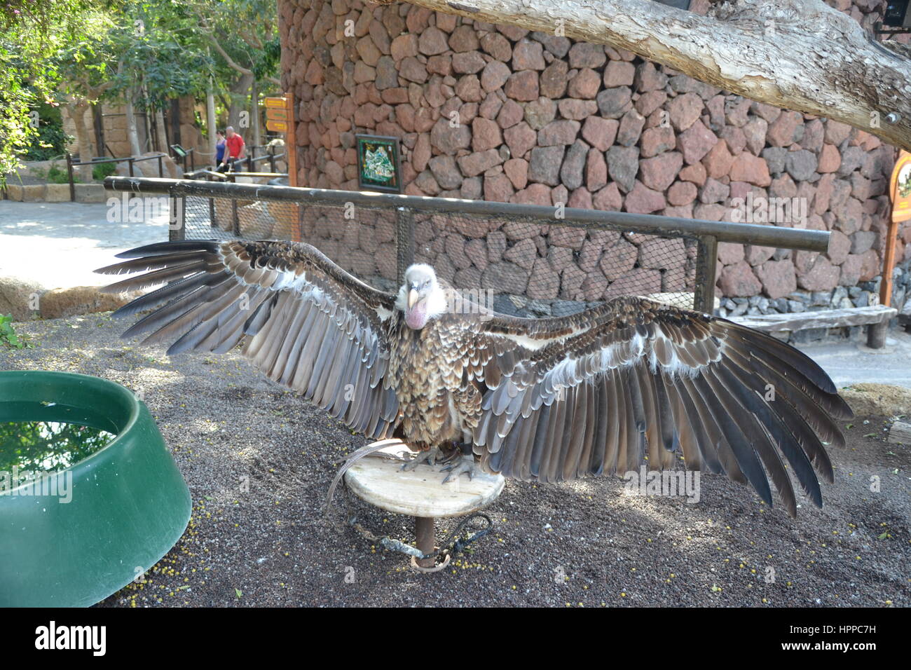 Bird of prey is characterized by keen vision to detect its prey during ...