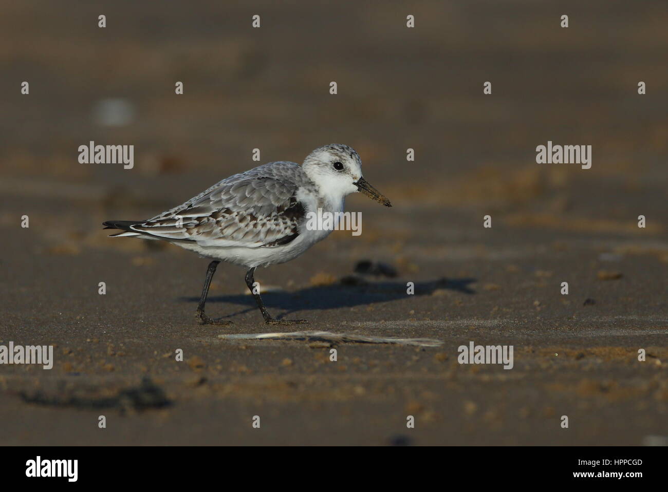 Sanderling on the beach Stock Photo - Alamy