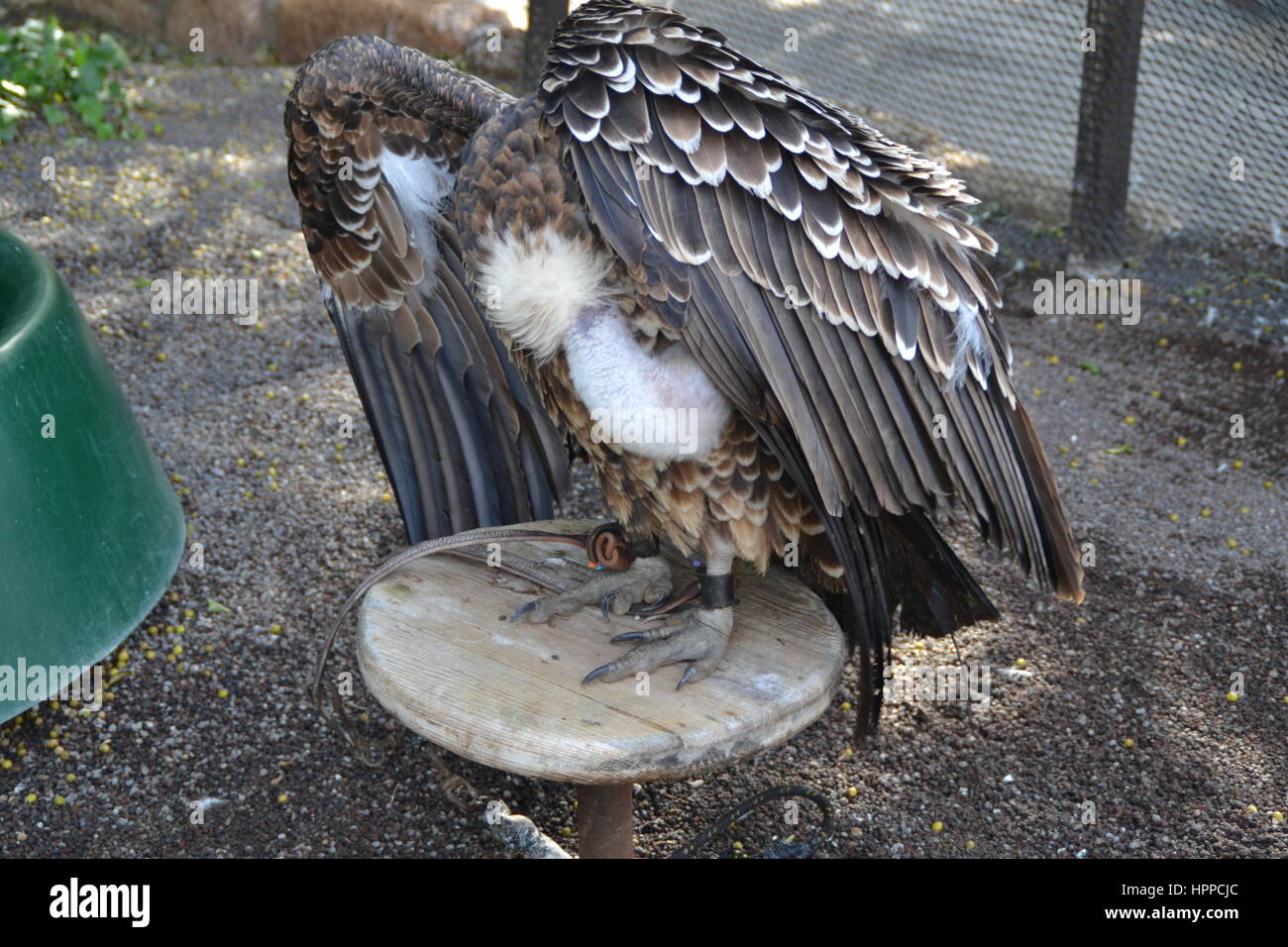 Bird of prey is characterized by keen vision to detect its prey during ...