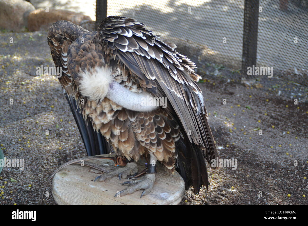 Canary islands native birds hi-res stock photography and images - Alamy