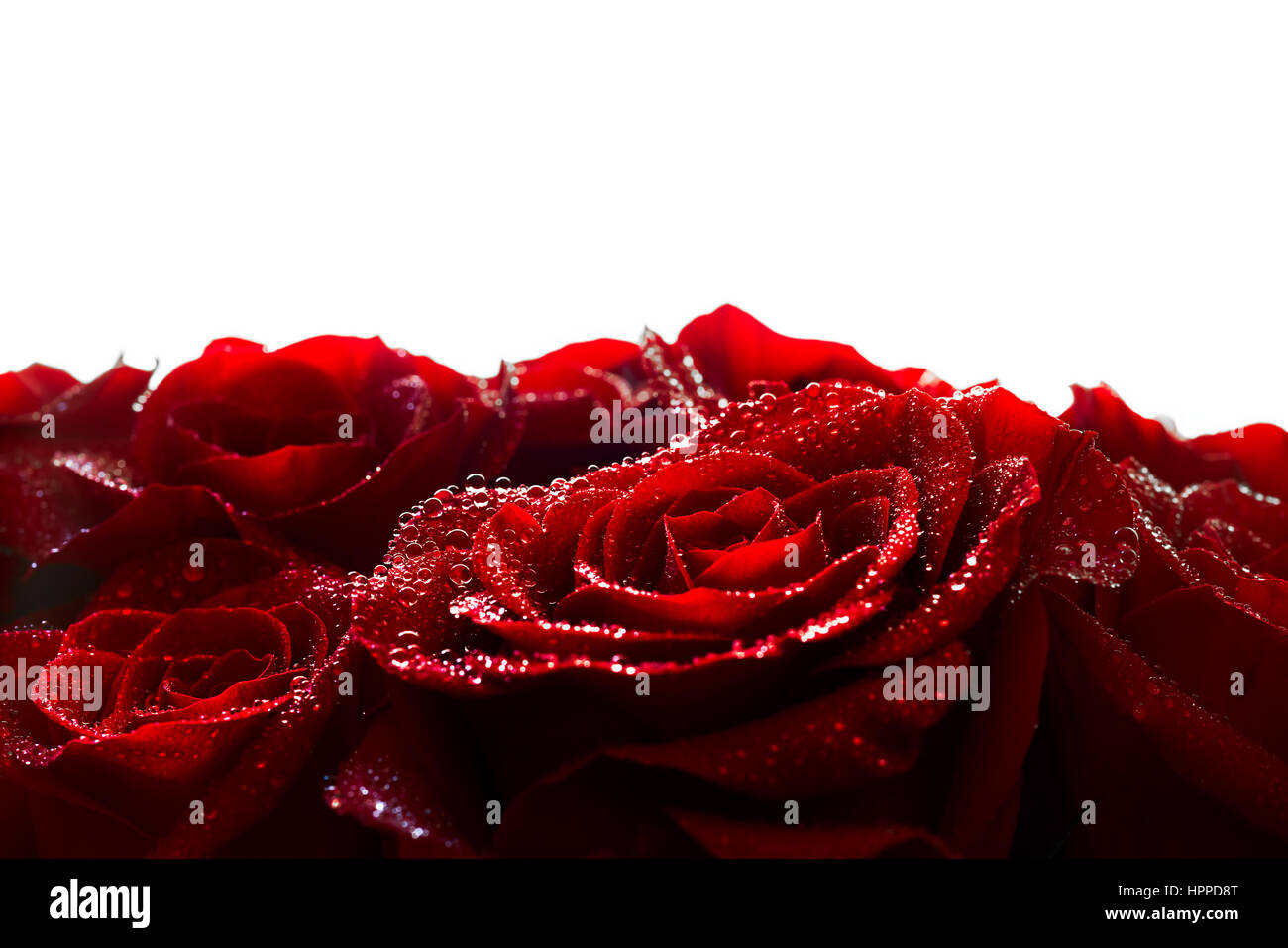 A dozen red roses covered with dew Stock Photo - Alamy