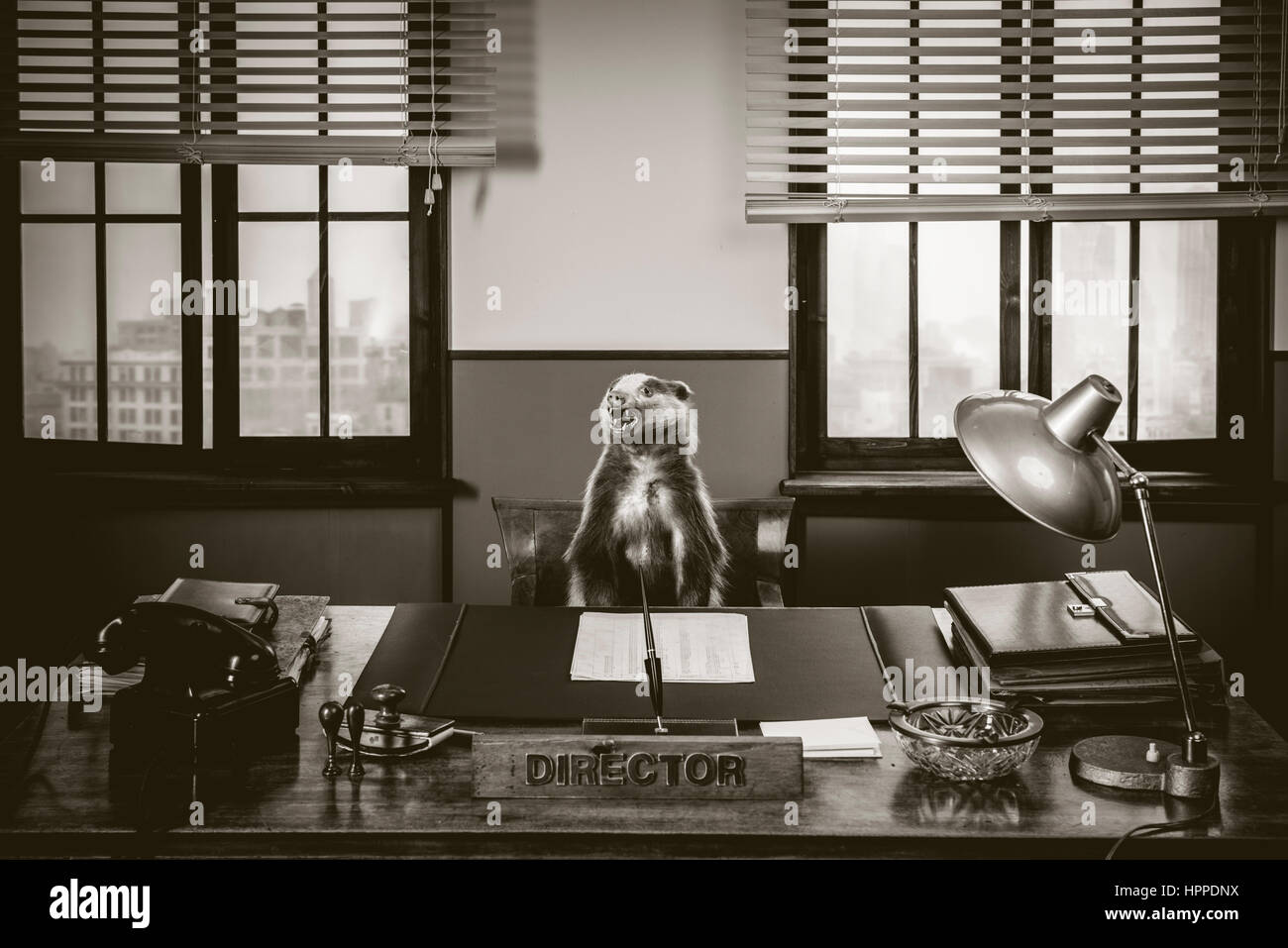 Roaring badger sitting at directors desk, 1950s style office Stock ...