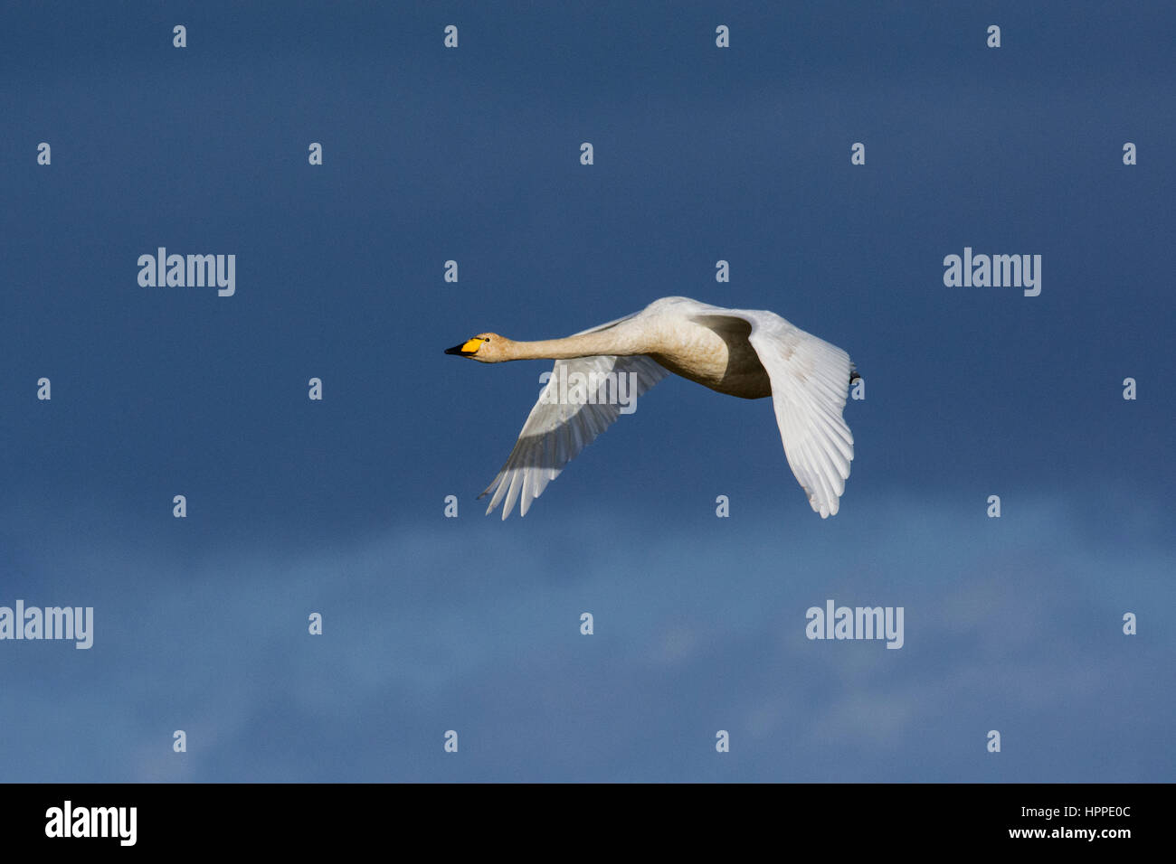 Whooper Swan in flight Stock Photo - Alamy