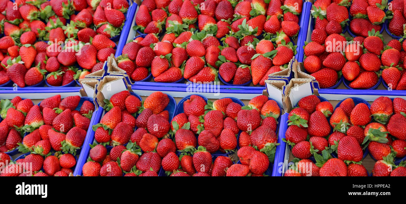 large red ripe strawberries in the boxes at the greengrocer Stock Photo ...