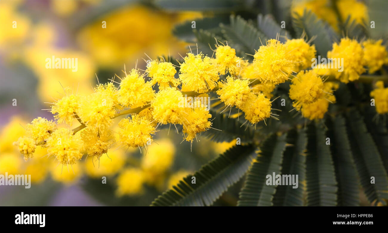 Mimoseae hi-res stock photography and images - Alamy