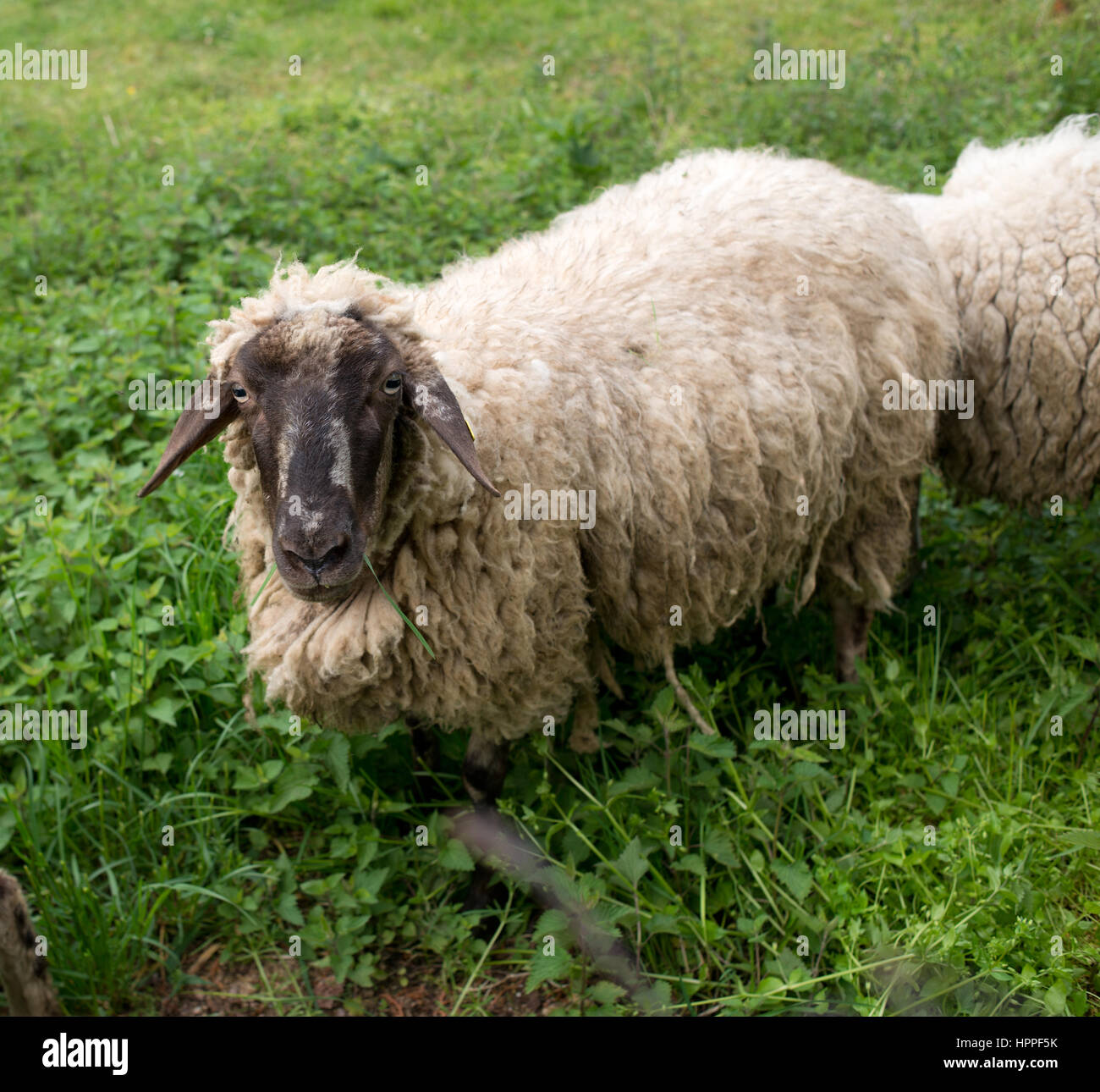 Black faced suffolk sheep hi-res stock photography and images - Alamy