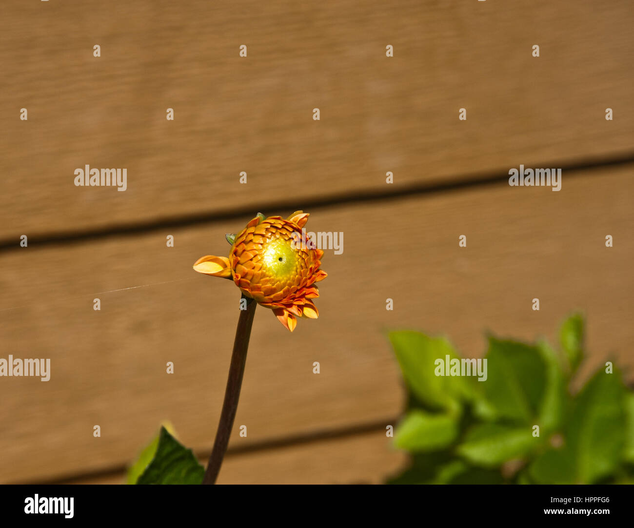 Sunlit flower in a garden Stock Photo - Alamy