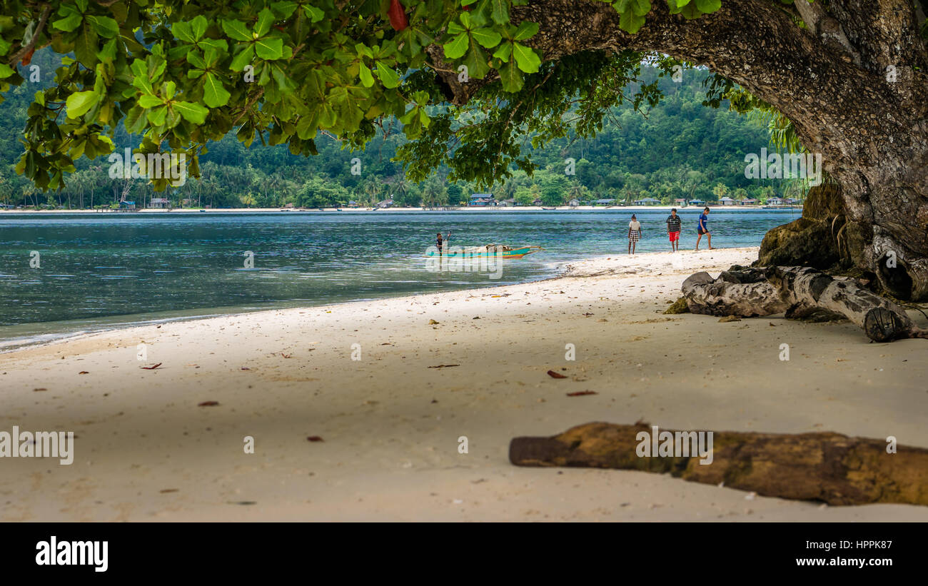 Huge Tree on Friwen Island, West Papuan, Raja Ampat, Indonesia Stock ...