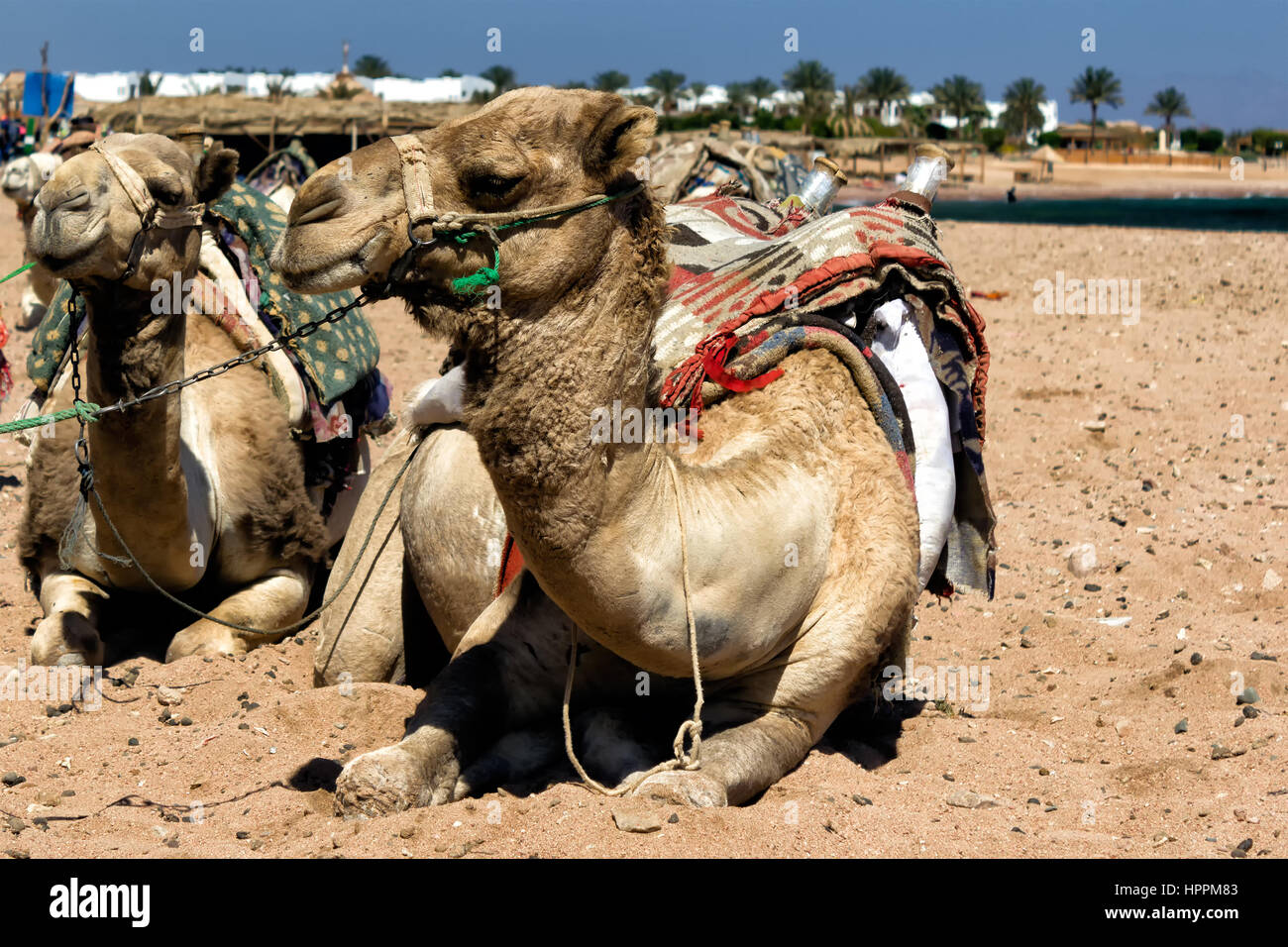 Camel sitting hi-res stock photography and images - Alamy