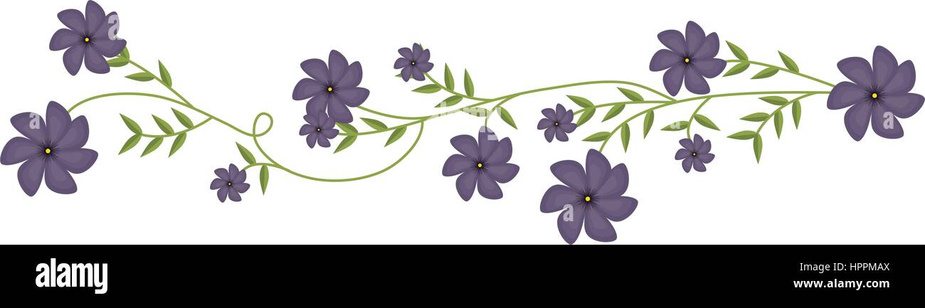 creeper with violet flowers floral design Stock Vector Image & Art - Alamy