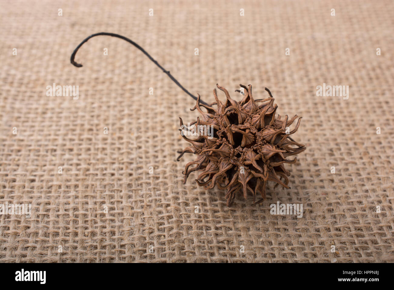 Brown pod or capsule on a linen canvas background Stock Photo - Alamy