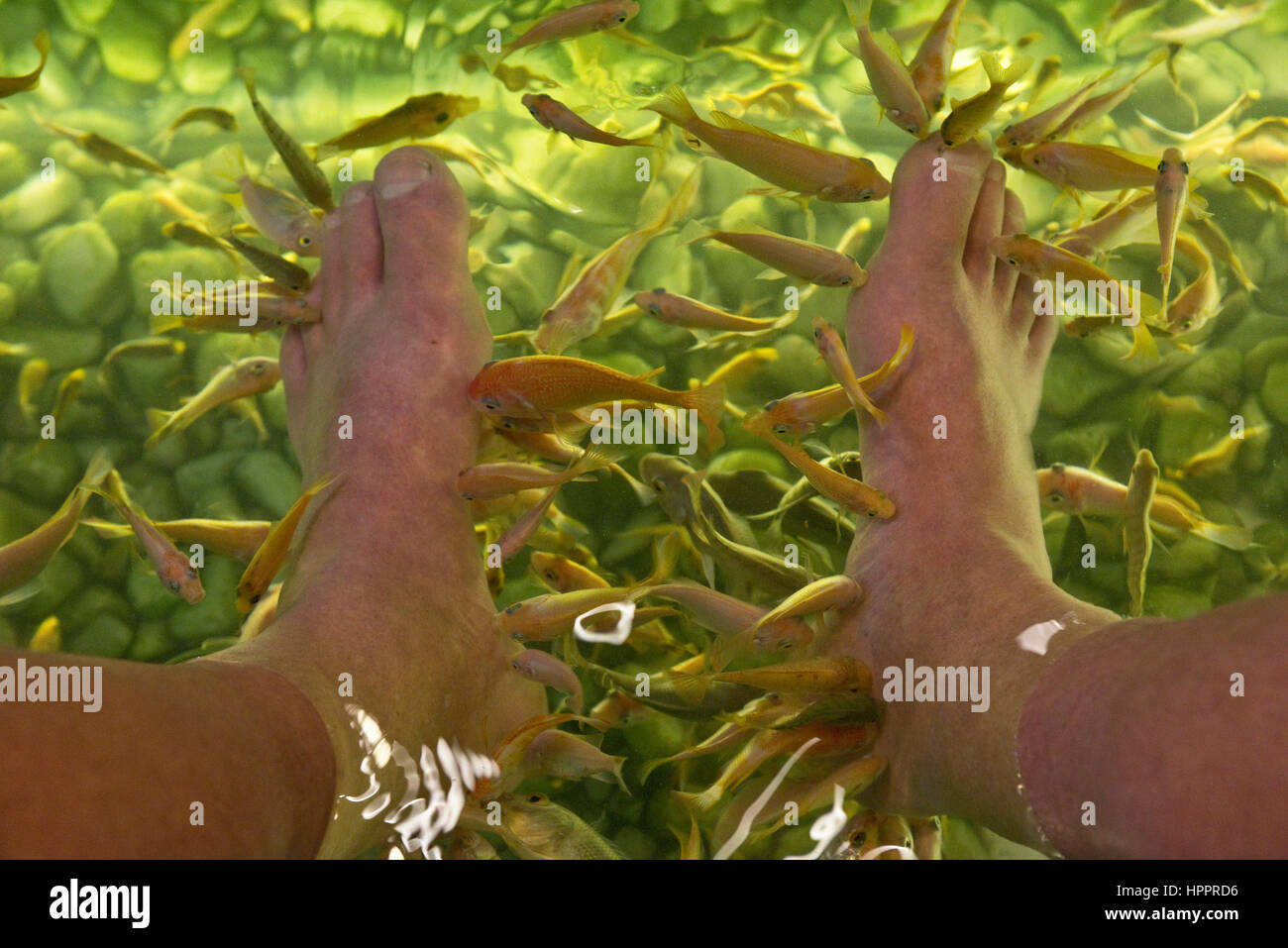 A close up of a fish pedicure spa massage near the night market in Siem ...