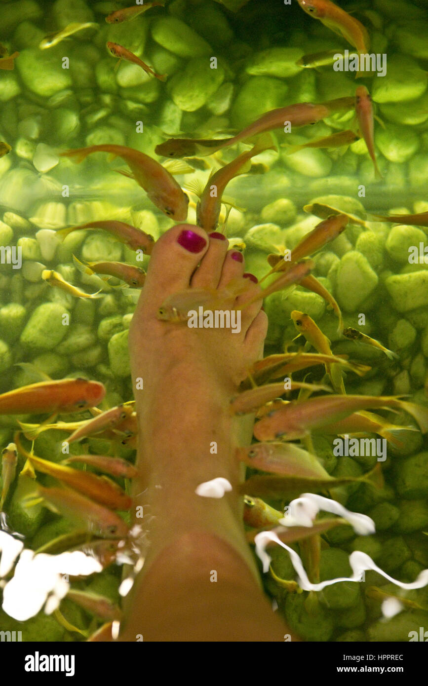A close up of a fish pedicure spa massage near the night market in Siem ...