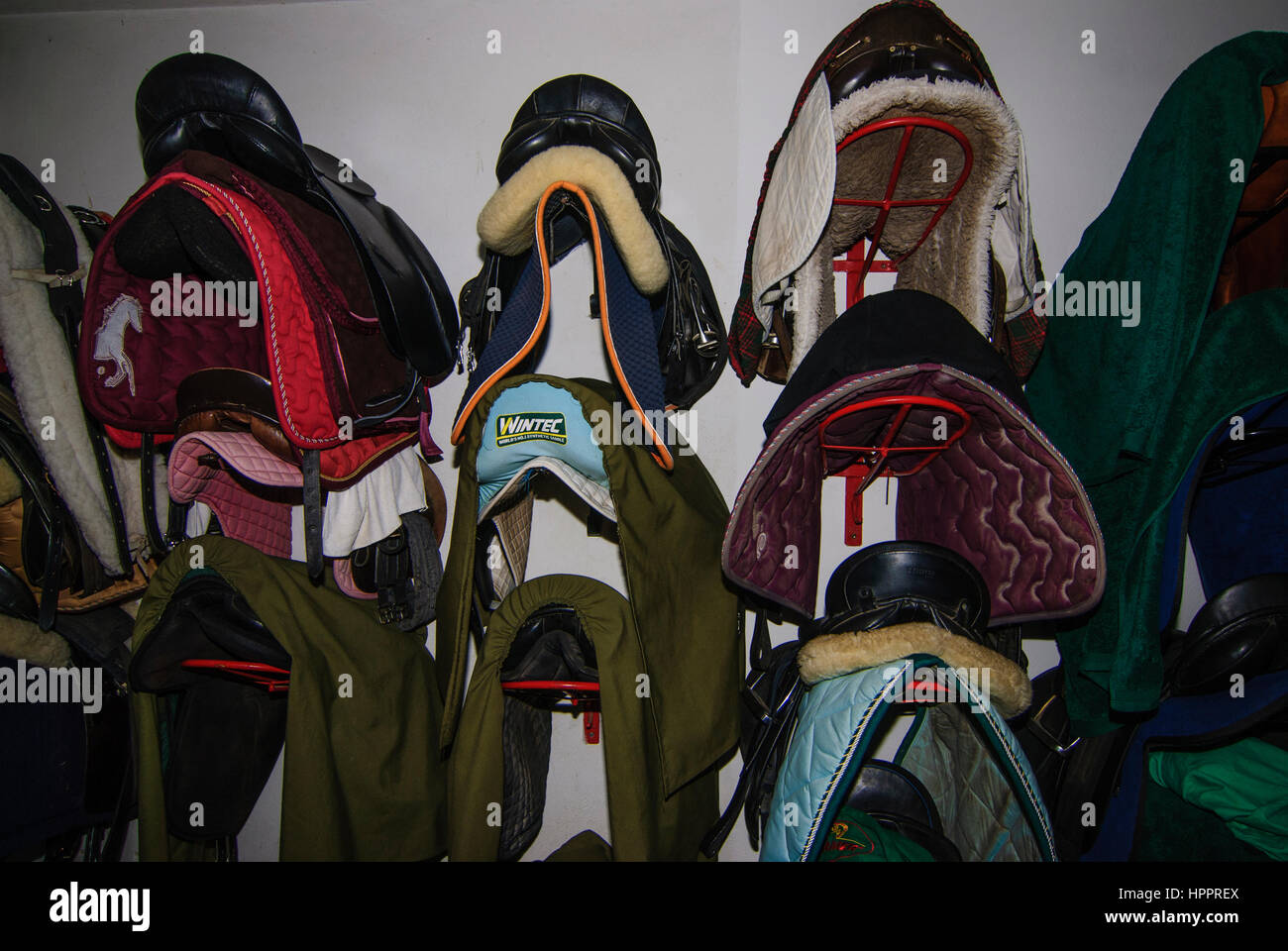 , Riding saddles in a horse stable, , , Austria Stock Photo - Alamy