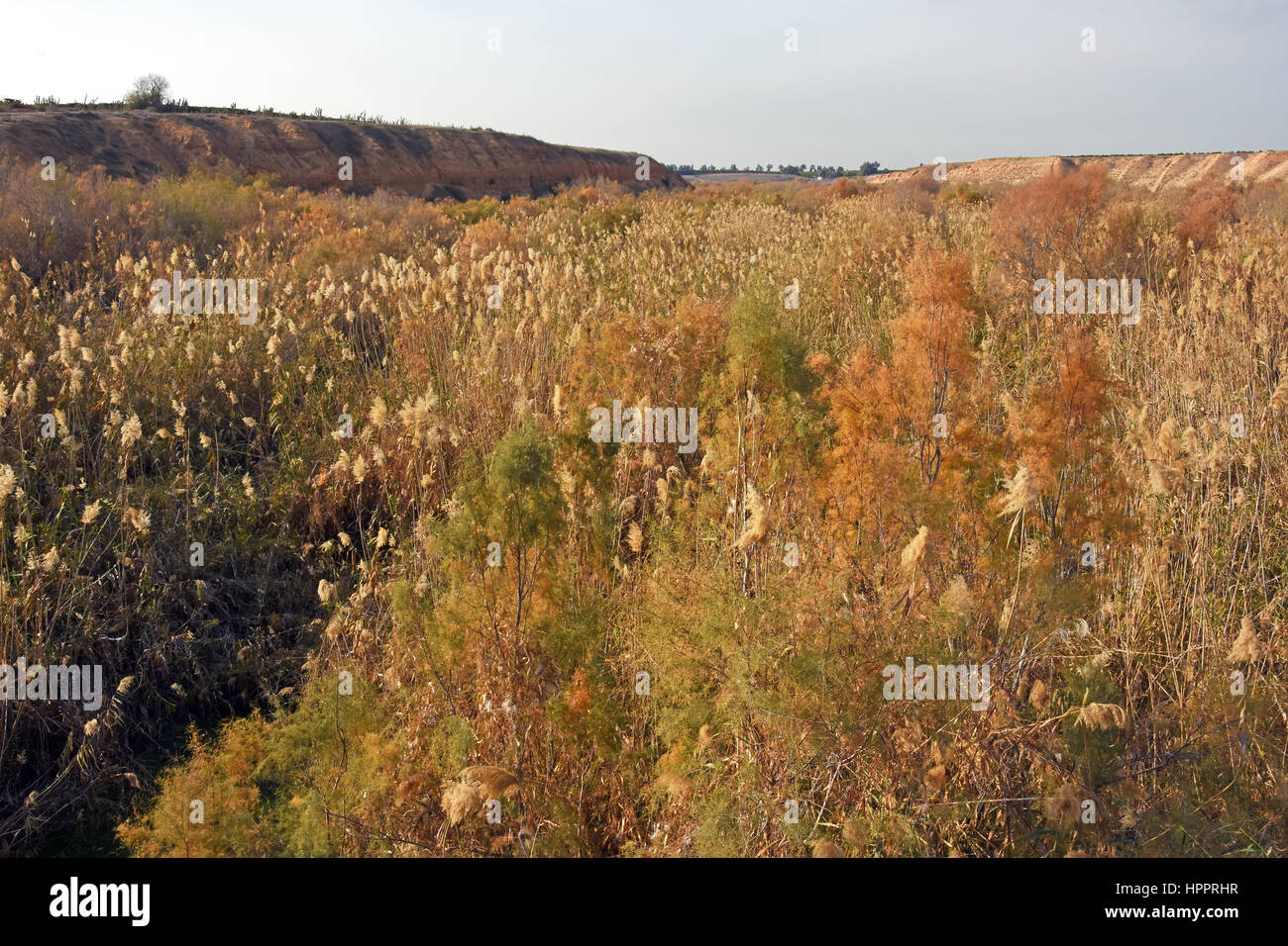 Bsor river in summer., Israel Stock Photo - Alamy