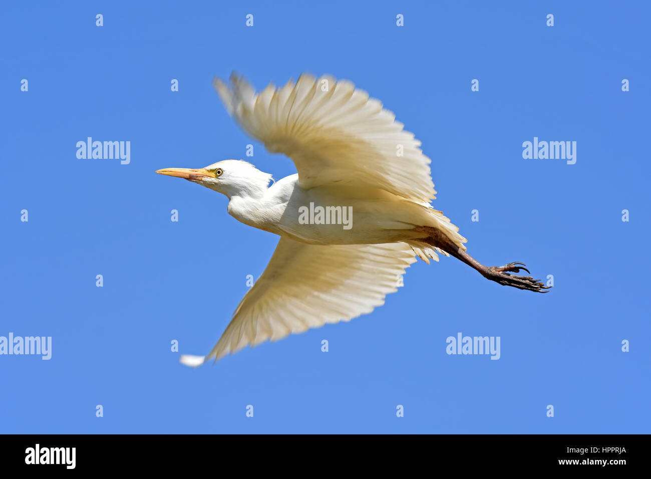 Cattle egret flying Stock Photo - Alamy