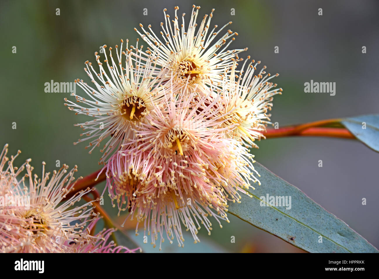 Blooming eucalyptus tree in hi-res stock photography and images - Alamy
