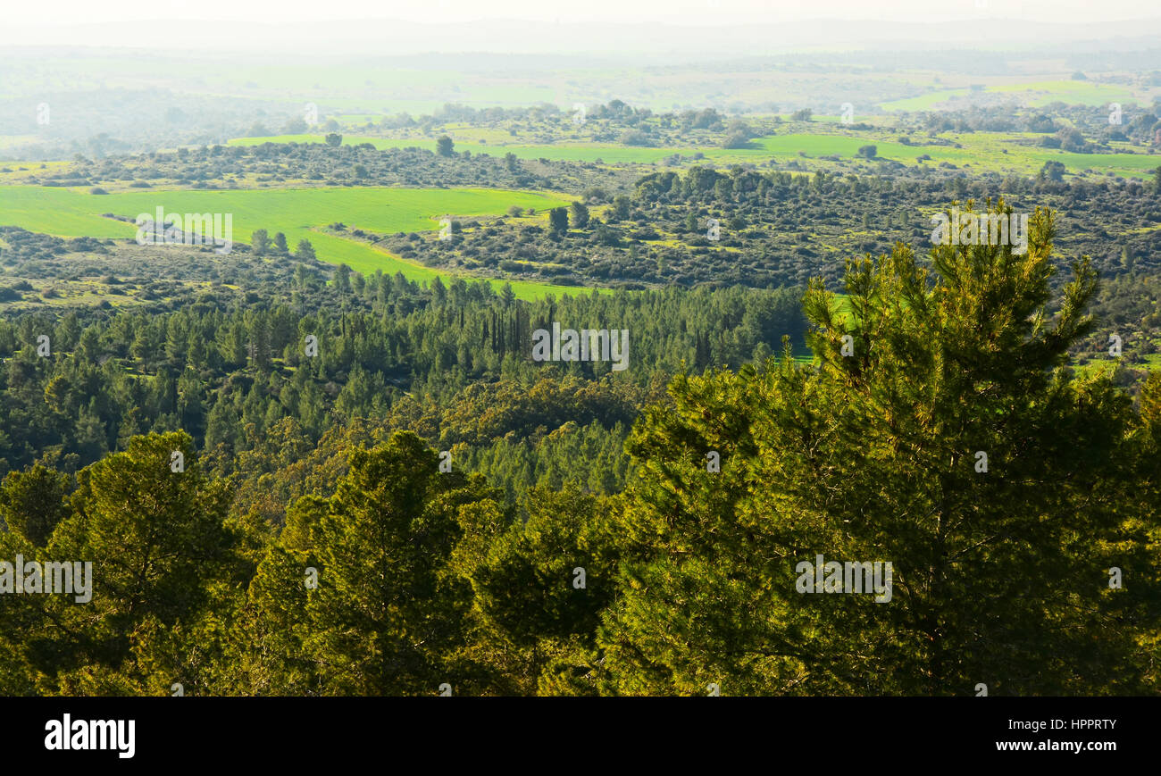 Forest in Israel Stock Photo - Alamy