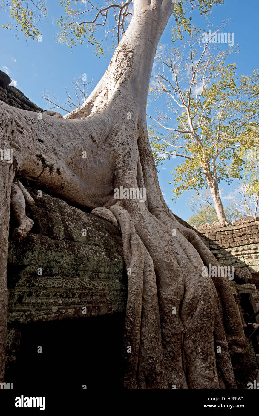 A view of one of the famous tree's (Tetrameles nudiflora) growing in ...
