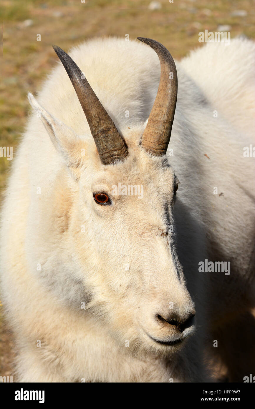 mountain goat portrait, Montana Stock Photo - Alamy