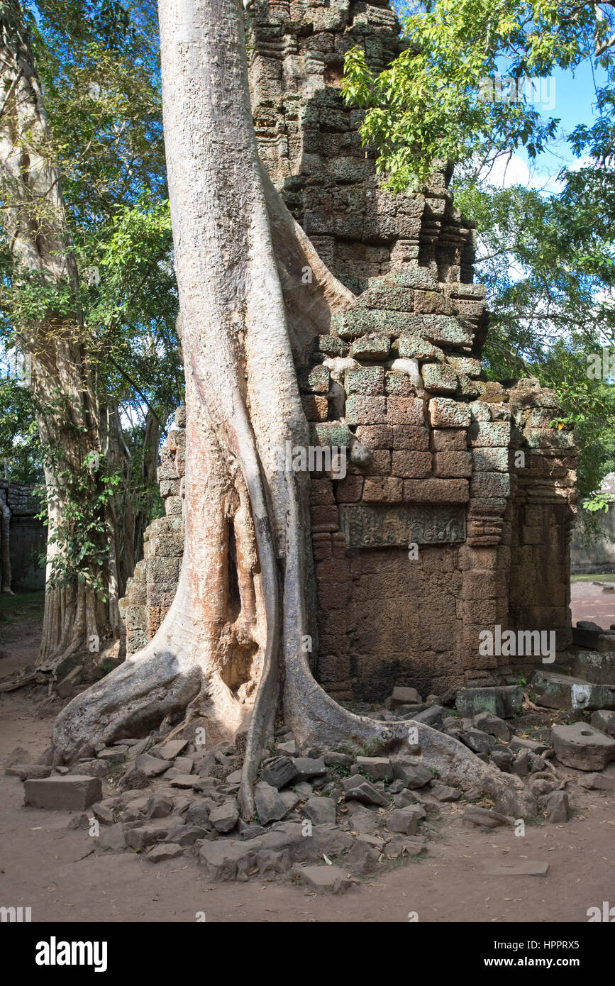 A view of one of the famous tree's (Tetrameles nudiflora) growing in ...