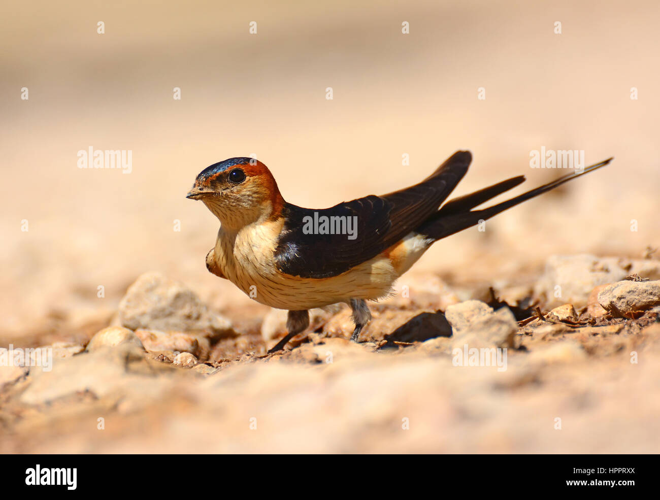 Red-rumped swallow, Cecropis daurica Stock Photo - Alamy