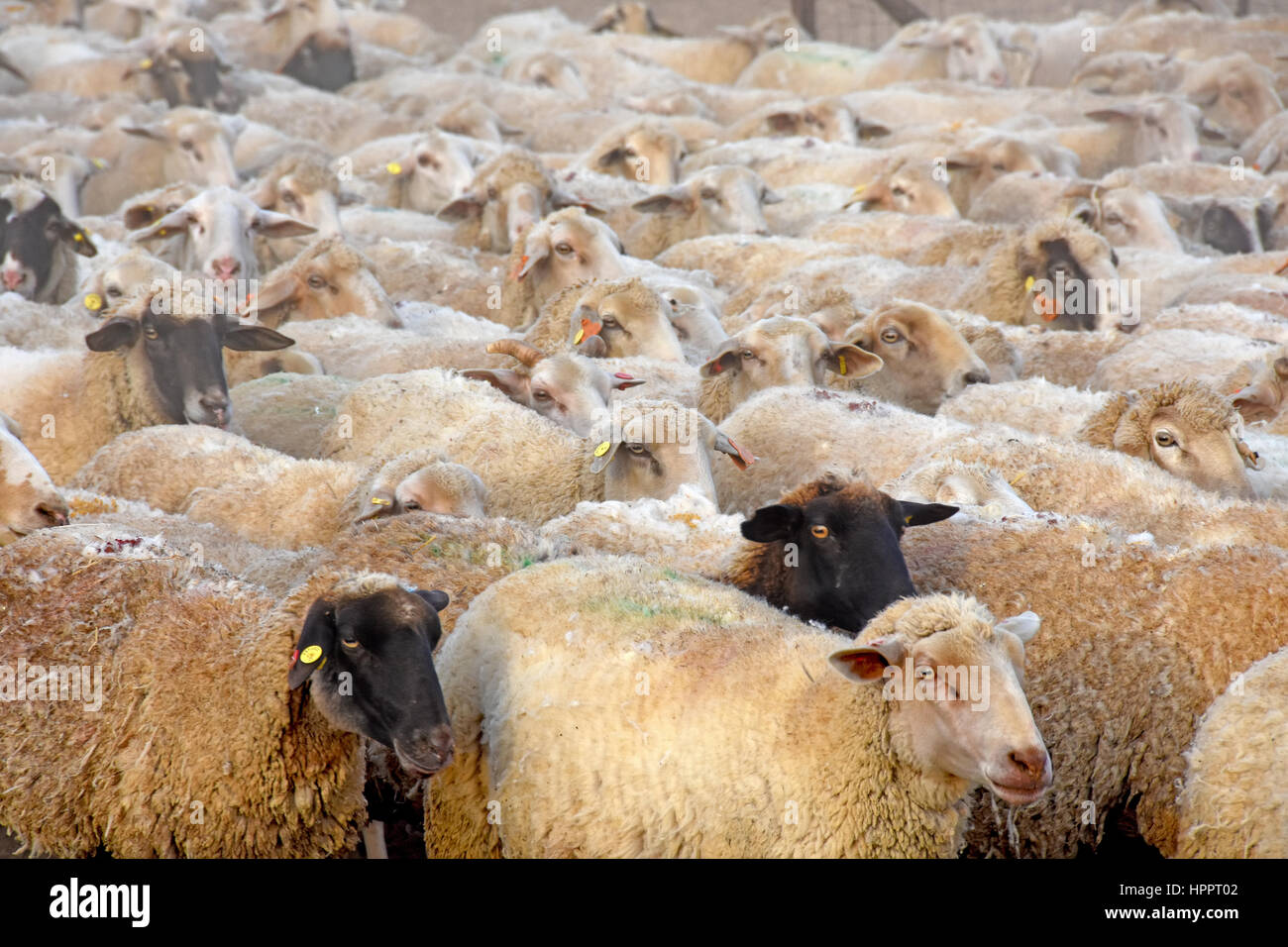 Herd of sheep in close up Stock Photo - Alamy