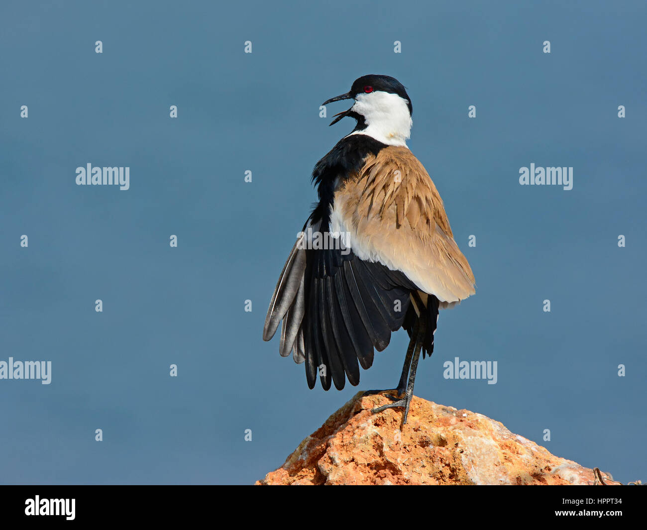 Spur-winged plover threat Stock Photo - Alamy